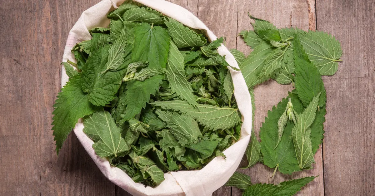 Comment utiliser le purin d'ortie au jardin et au potager ? Quelle est ...